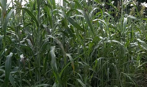 How To Control Weeds In Maize Farming