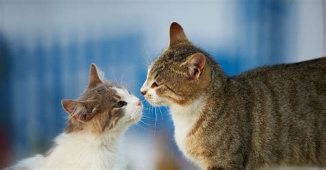 Guía Práctica Para Entender Y Abordar El Celo De Las Gatas Infobae