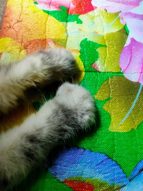 แมวเปอร์เซียแท้และแมวผสมทุกสายพันธุ์