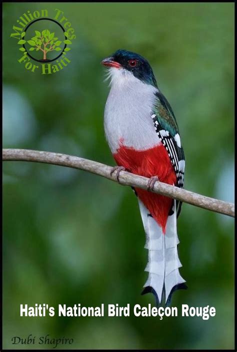 Haitis National Bird Caleçon Rouge Milliontreeshaiti