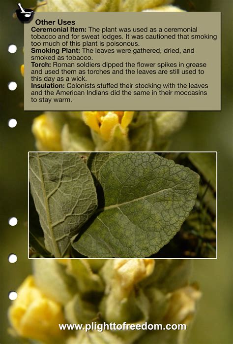 Common Mullein Cautions Edible Medicinal And Other Uses The Cargo Cult Café
