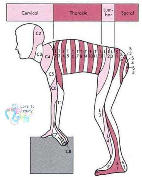 Dermatomes Medizzy