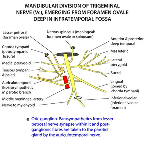 Medicowesome Mnemonic For Foramen Of Cranial Nerves