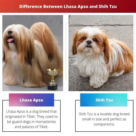 Best Coat For Lhasa Apso At Barbara Slye Blog