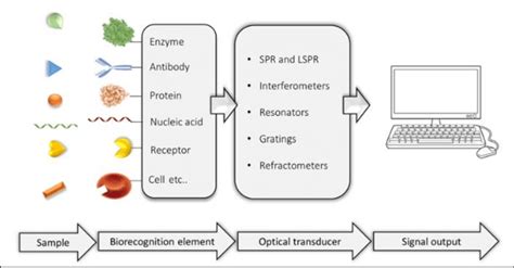Schematic Diagram Of An Optical Biosensor 28 Download Scientific