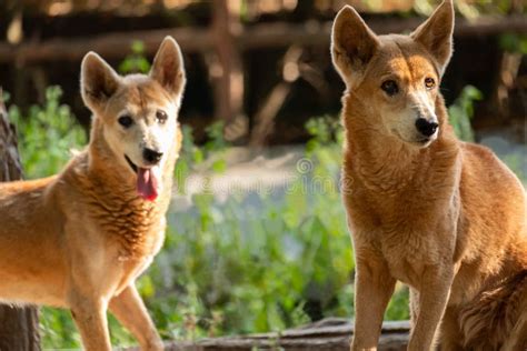 Australia`s Wild Dog Stock Image Image Of Small Australias 197886477