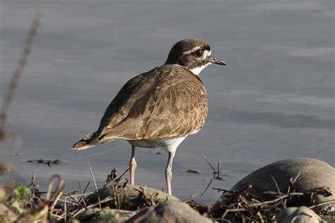 Charadrius Vociferus The Killdeer