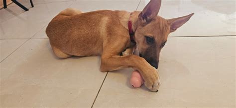 אילוף גור רועה בלגי בשם הייפר בארק פארק