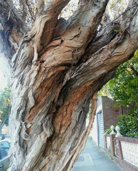 38 Best Paper Bark Trees Images On Pinterest Acer Backgrounds And Backyard Ideas