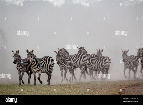 The Annual Serengeti Migration A Year Round Search For Food And Water