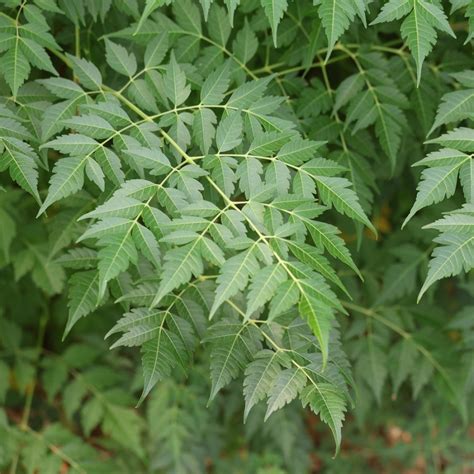 Chinaberry Persian Lilac Bead Tree Melia Azedarach Mygardenlife