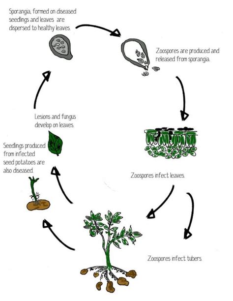 Potato Bugs Life Cycle At Maria Cardenas Blog