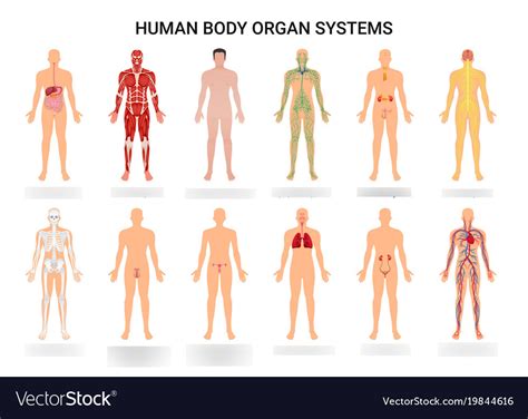 Body Systems Diagram Quizlet