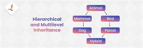 Hybrid Inheritance In C Allow The Power Of Class Design