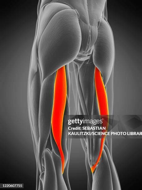 Semitendinosus Photos And Premium High Res Pictures Getty Images