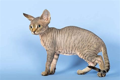 Top 10 Ugliest Cat Breeds Factspedia