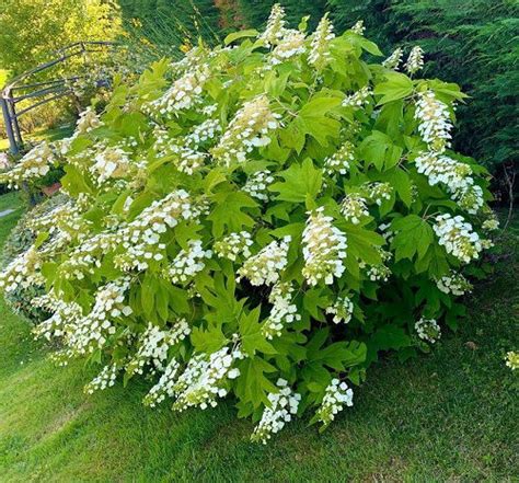 22 Stunning Oakleaf Hydrangea Varieties Balcony Garden Web