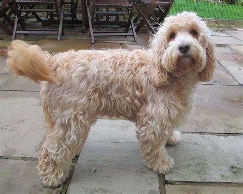 Image Result For Full Grown Cockapoos Cockapoo Dog Sweet Dogs