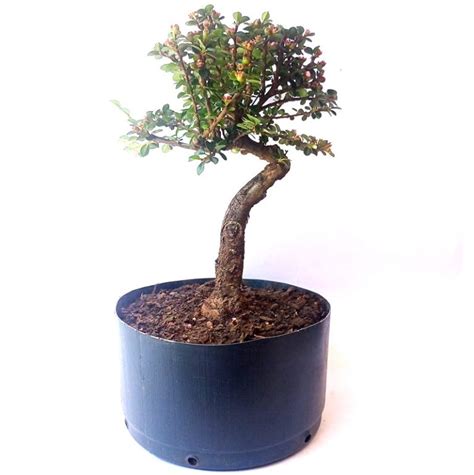 Pré Bonsai De Cotoneaster Apiculata 4 Anos Bonsai Fox