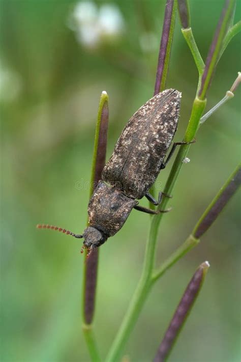 Natural Closeup On A Grey Speckled Click Beetle Agrypnus Murina