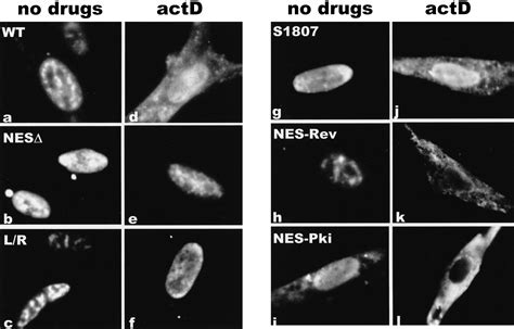 Icp27 Mediates Hsv Rna Export By Shuttling Through A Leucine Rich