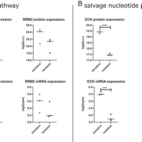 Protein And Rna Analysis In Relation To Dna Metabolism In Download