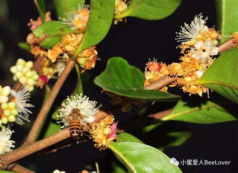 Winter Flower 4 Eurya Bee The Best