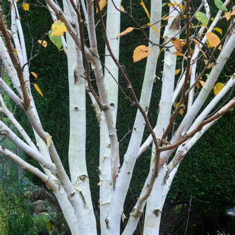 Betula Utilis Jacquemontii