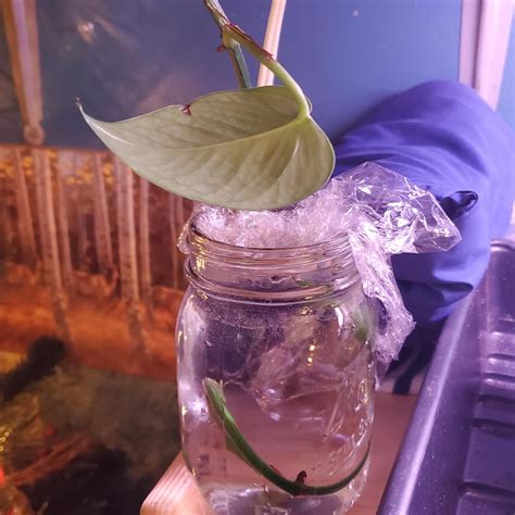 My Propagating Pothos Rpropagation
