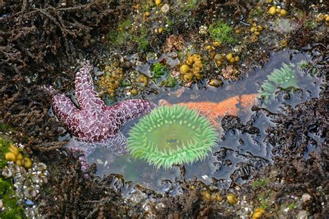 Incredible Tide Pools At Rialto Beach Forget Someday