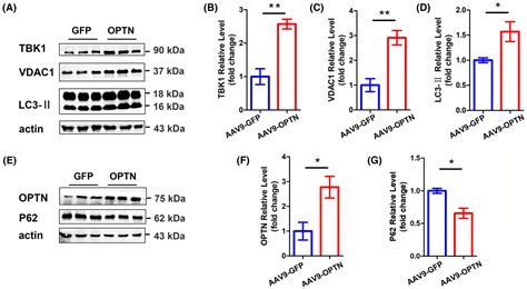 Optn Gene Therapy Increases Autophagy And Protects Mitochondria In Sod1