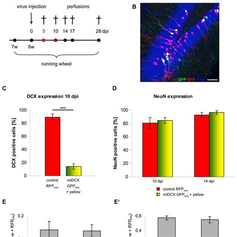 Dcx Expression In The Adult Mouse Brain Dcx Is Almost Exclusively