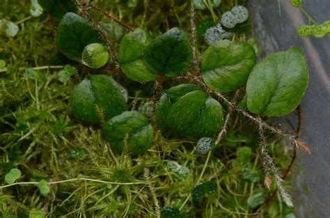 Microgramma Ciliata Understory Enterprises