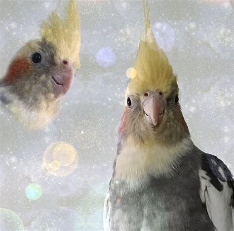 My Bird Had His Senior Portrait Taken Rcockatiel