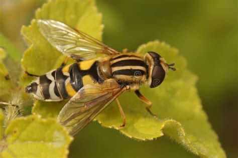 Closeup On The Large Tiger Hoverfly Helophilus Trivittatus On A Green