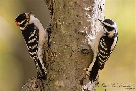 Downy Woodpecker Male Vs Female How To Tell The Difference Between