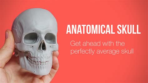 Proko Anatomical Skull