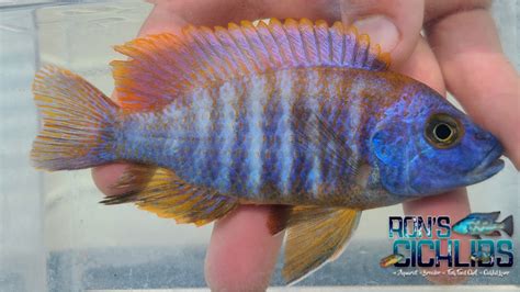 Red Sun Peacock Orangeandblue Rons Cichlids