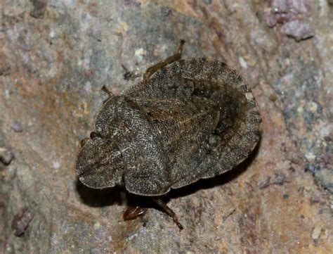 Sciocoris Homalonotus Sciocoris