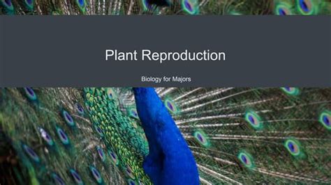 Sexual Reproduction In Flowering Plants Pptx
