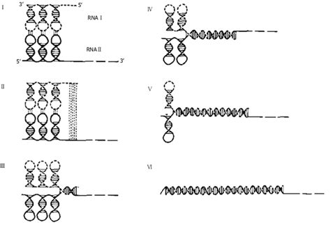 Model Of Two Step Interaction Between Antisense Rna Ⅰ And Sense Rna