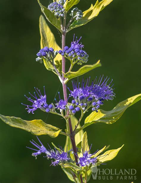 Blue Mist Bluebeard Caryopteris Pre Potted Shrub Holland Bulb Farms
