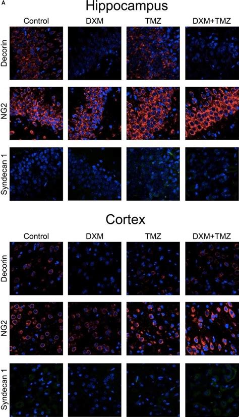 Cd138 Antibodies Antibody Search Engine Citeab