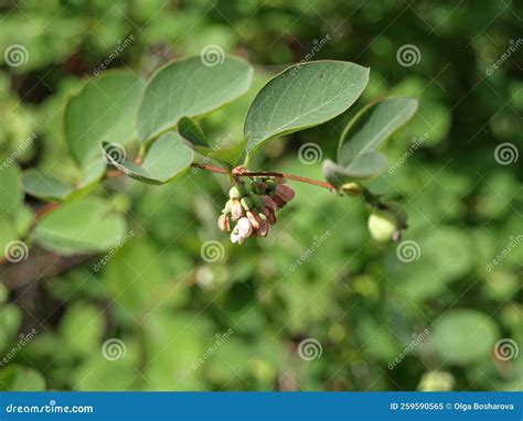 Buisson De Baies De Neige Croustillant Indien Image Stock Image Du
