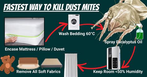 Learn About Dust Mite Allergy Idustmite
