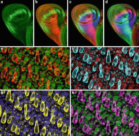Laser Scanning Confocal Microscopy History Applications And Related