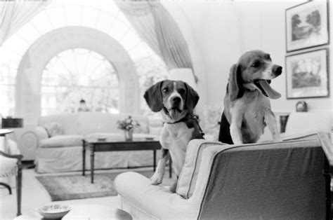 The First Beagles Whose Ears Lbj Just Had To Tug Life