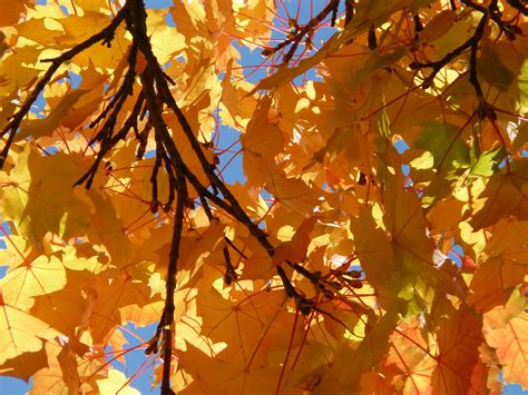 Autumn Beauty In Nature Low Angle View Golden Yellow Sunlight