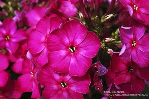Digital Flower Ruby Volcano Phlox