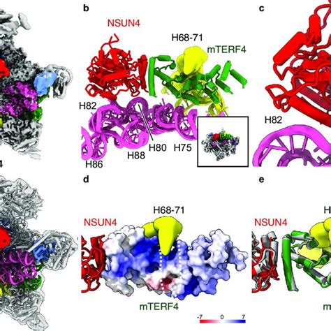 Late Assembly Steps Of The 39s Mitoribosome Cartoon Depicting The Late Download Scientific